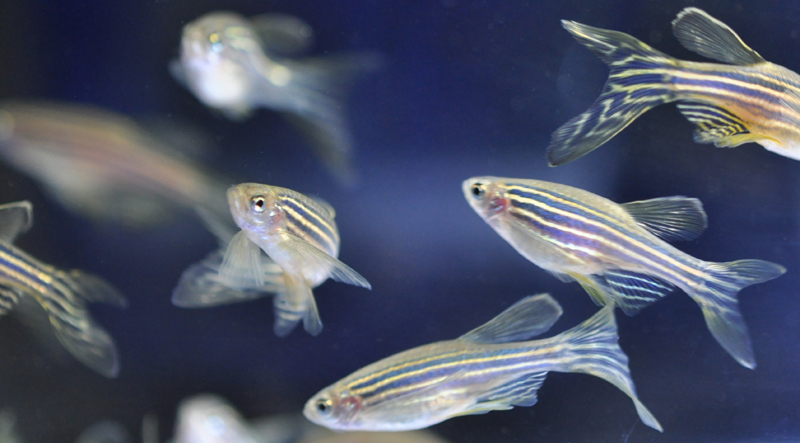 Trade-off between somatic and germline repair in a vertebrate supports ...