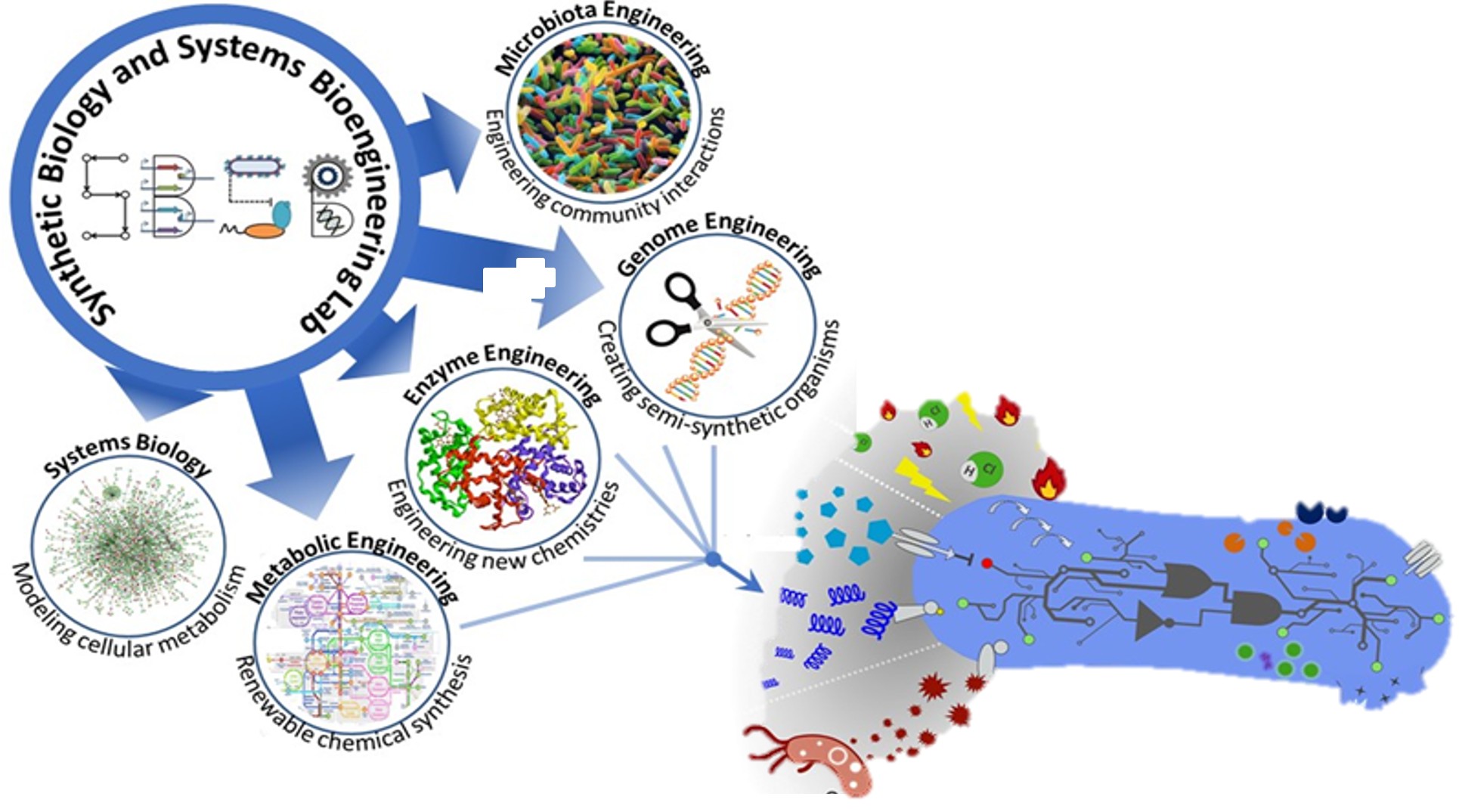 Engineering bacteria for improved bioremediation and hydrogen ...
