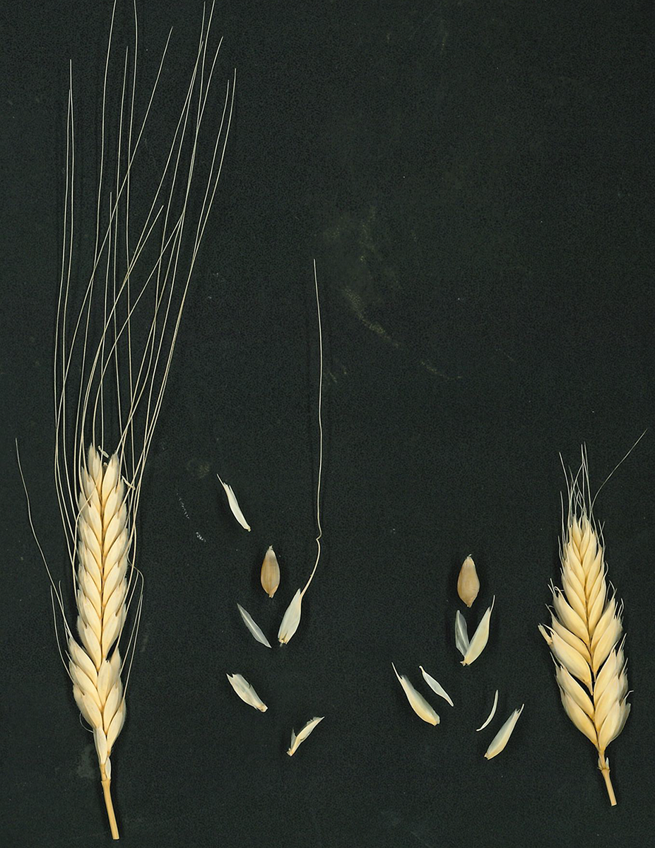 Identity matters: understanding spike architecture to increase grain ...